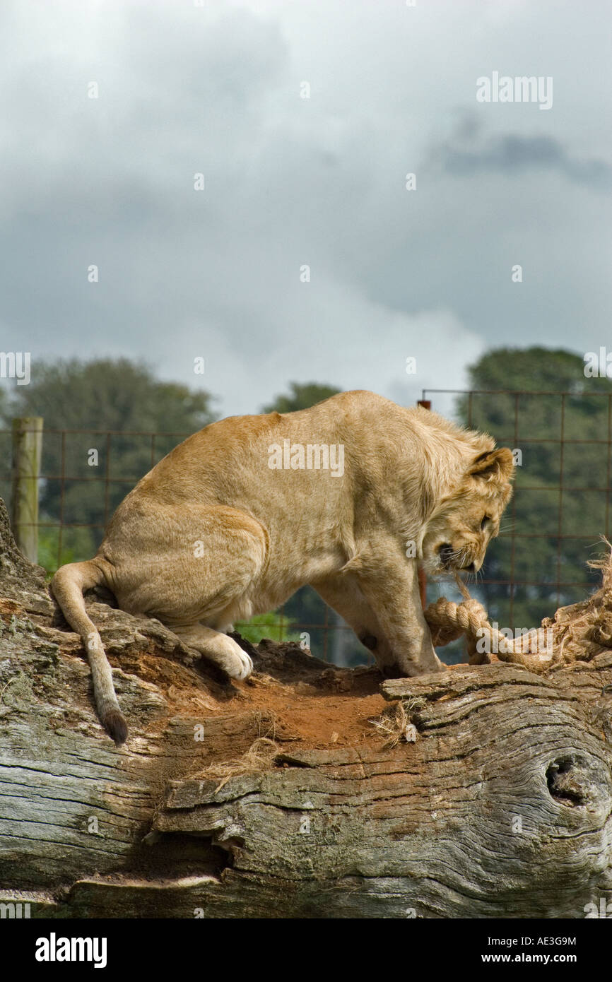 Lion & Rope Stock Photo - Alamy
