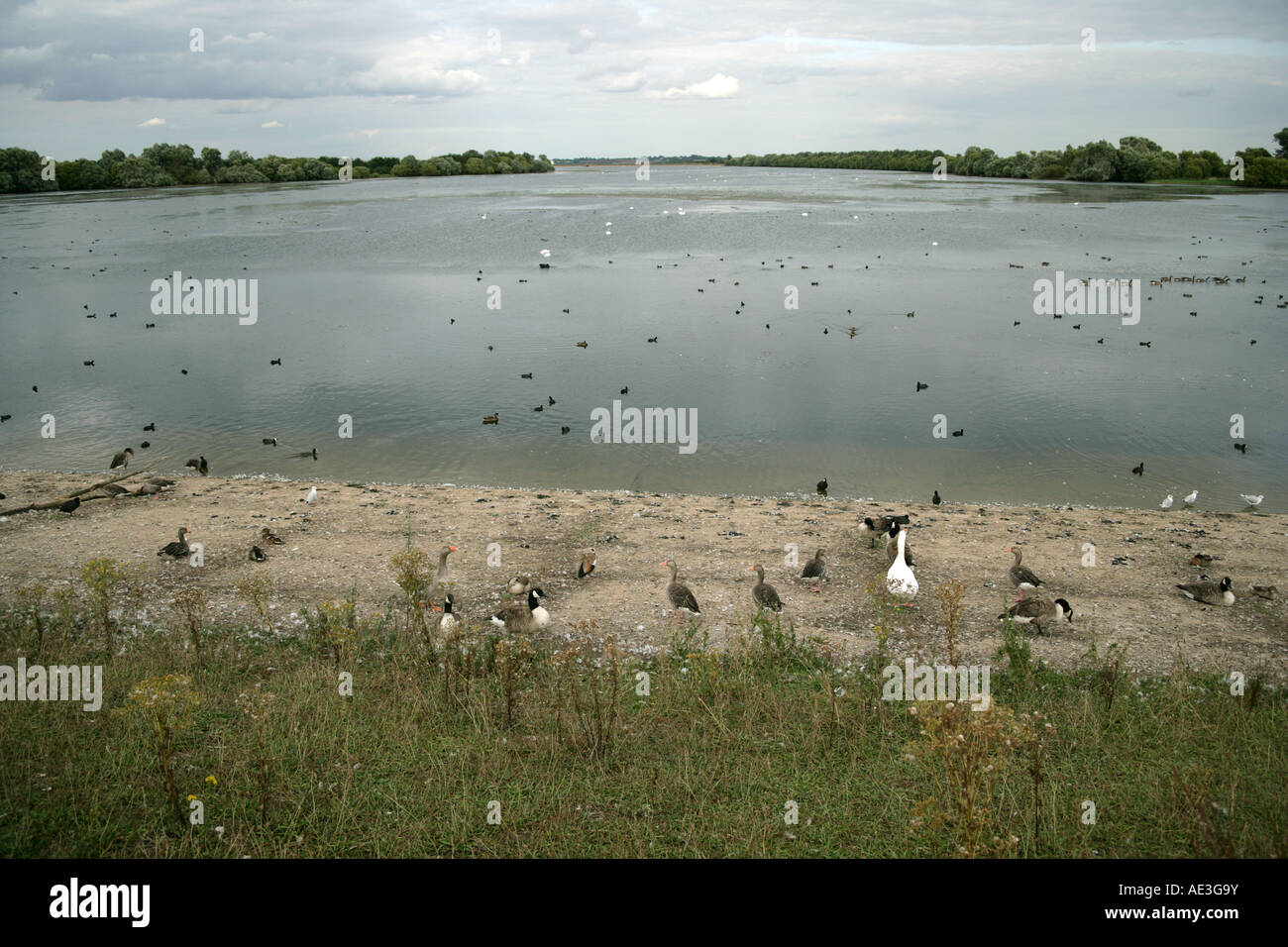 Wildfowl at the Abberton reservoir Essex England UK Stock Photo - Alamy