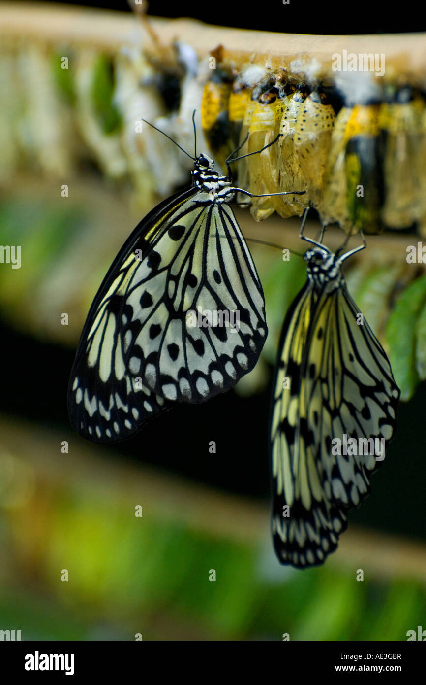 Rebirth Of A Butterfly Stock Photo - Alamy