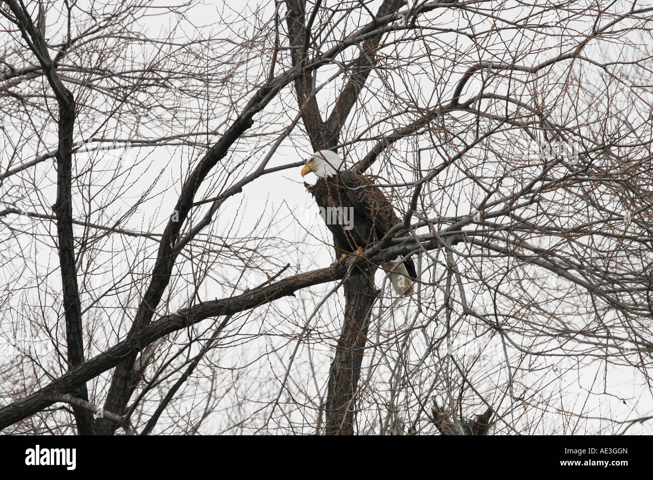 Bald Eagle perched on a branch in a tree Stock Photo - Alamy