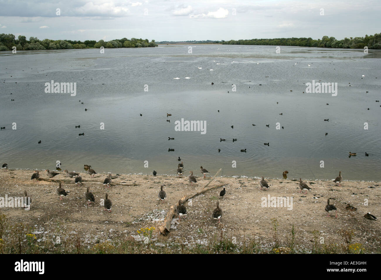 Wildfowl at the Abberton reservoir Essex England UK Stock Photo - Alamy