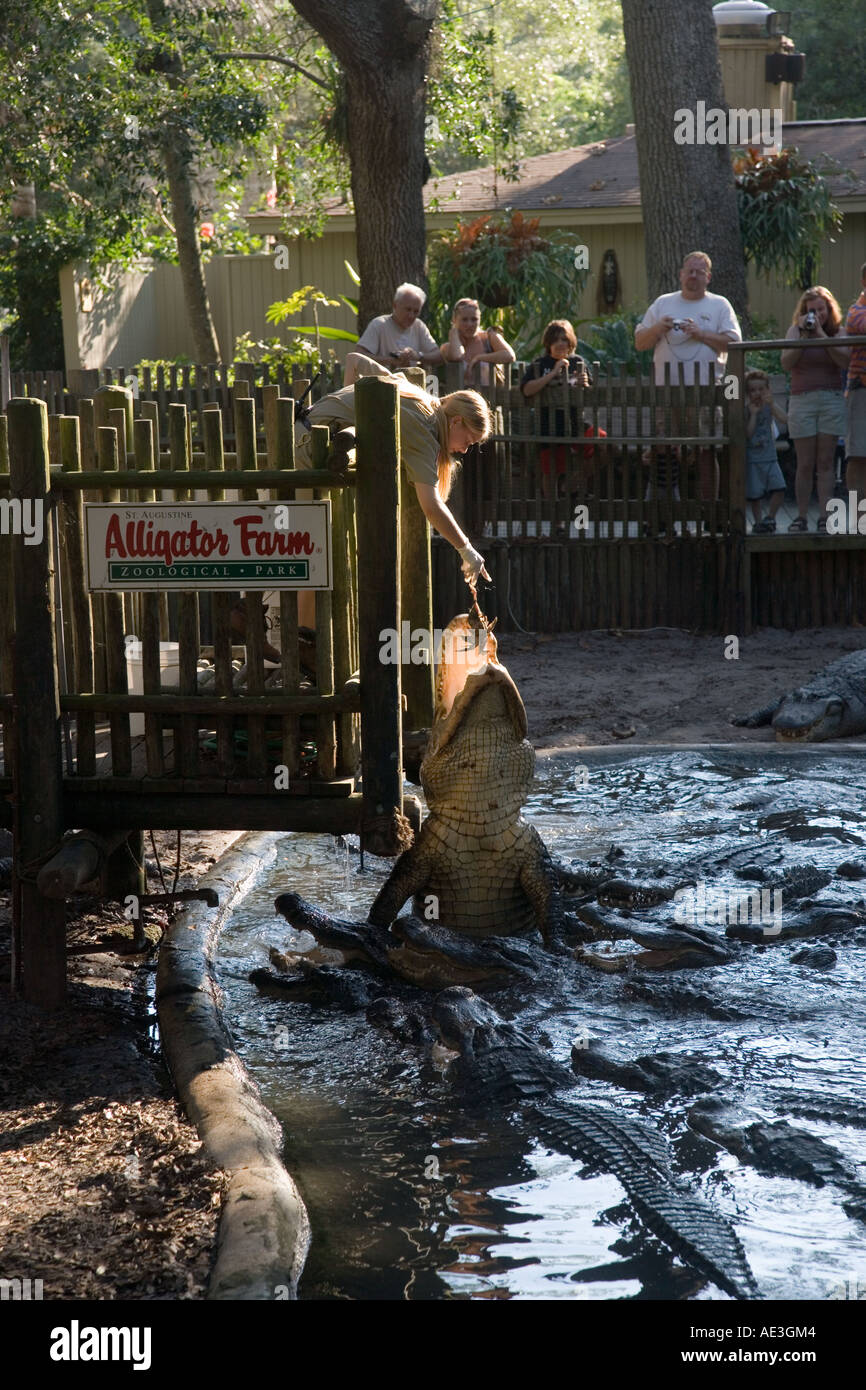 Alligator Farm St Augustine