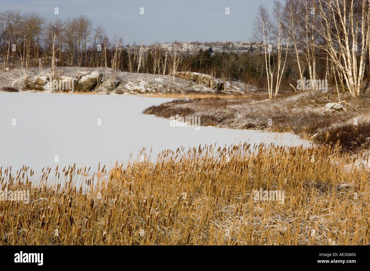 Beaver colonies hi-res stock photography and images - Alamy