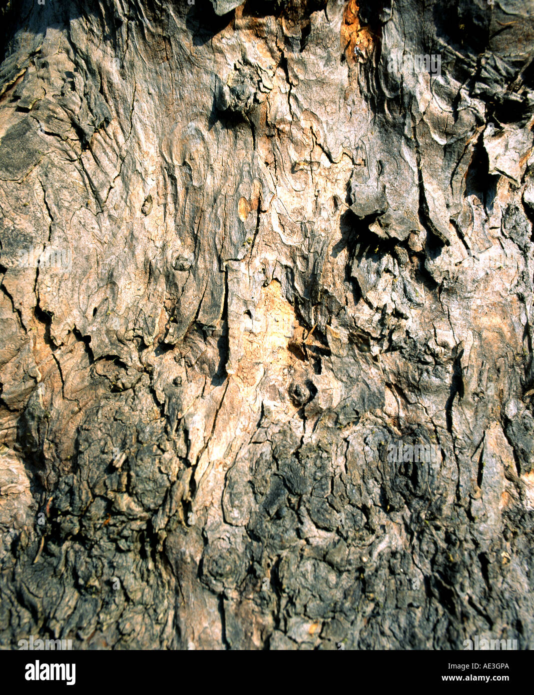 Close up sweet chestnut tree bark hi-res stock photography and images ...