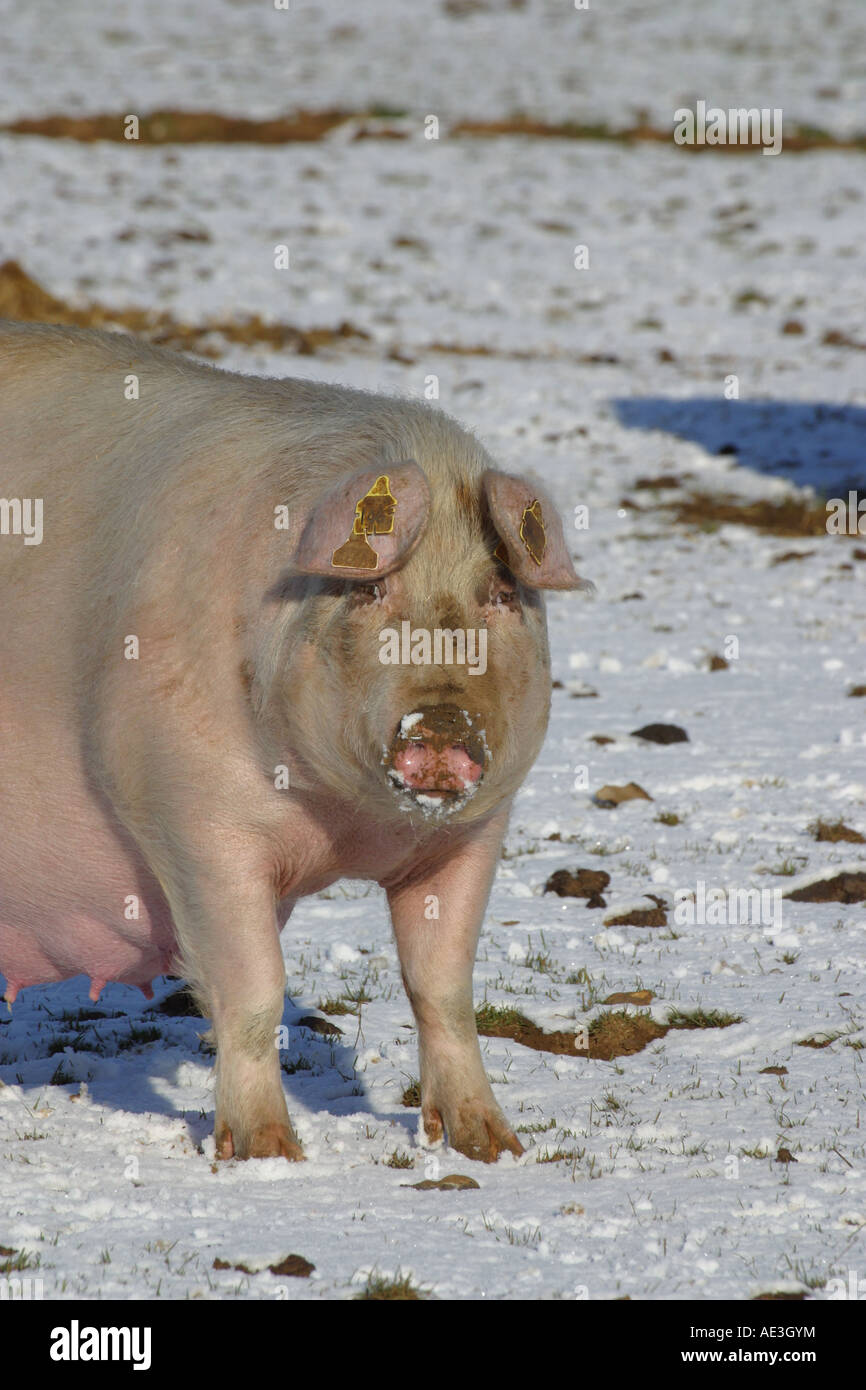 Pig in snow covered field Stock Photo - Alamy