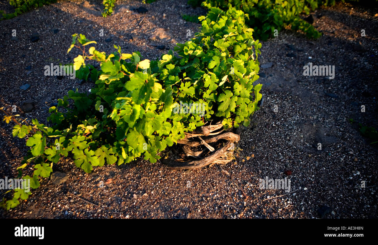 Young greek grapevines hi-res stock photography and images - Alamy