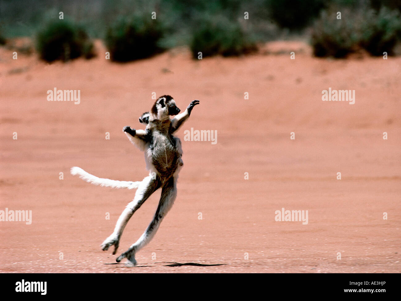Propitheque hi-res stock photography and images - Alamy