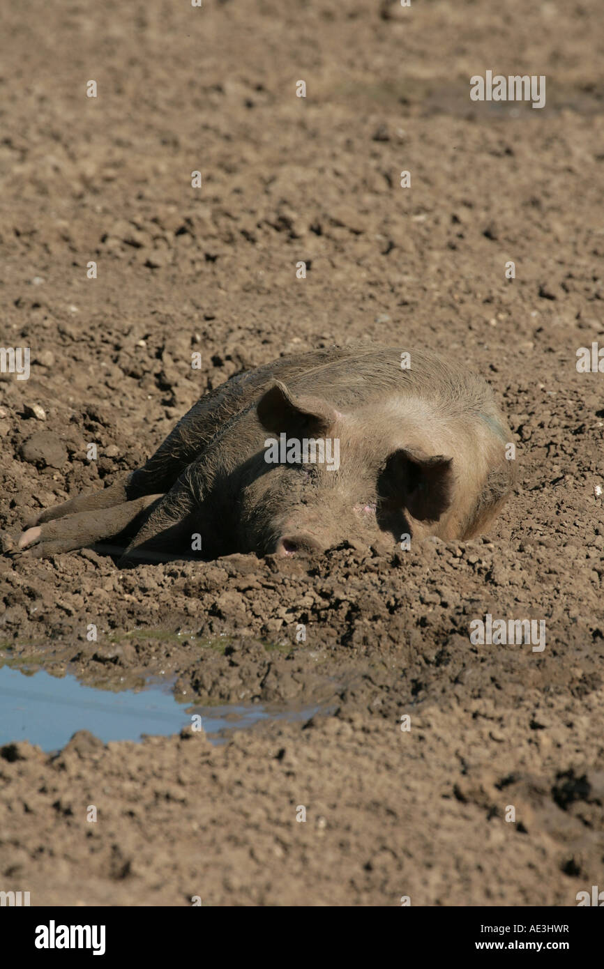 Pig laying in mud Stock Photo - Alamy