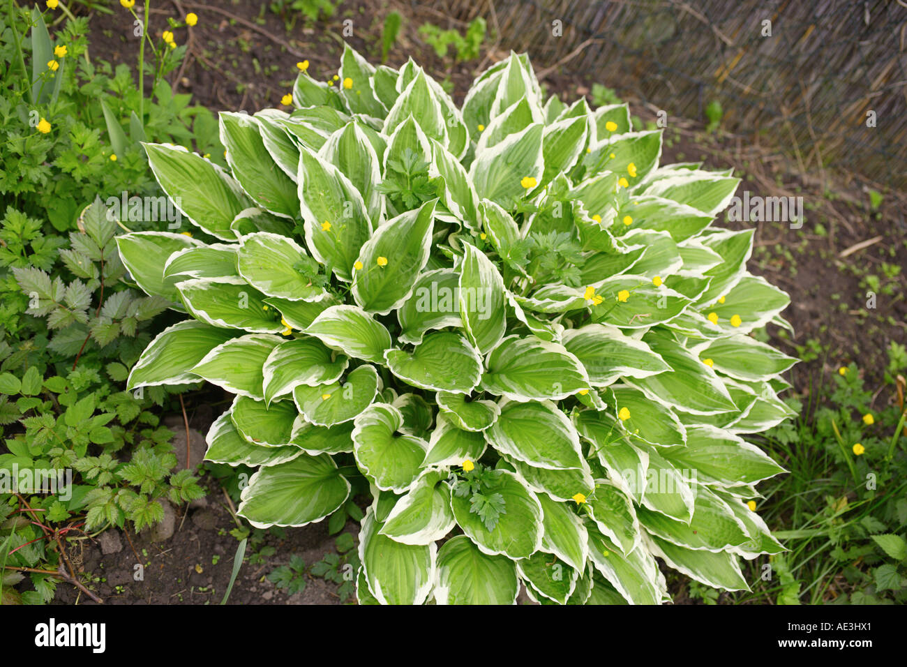Hosta bush shrub hi-res stock photography and images - Alamy