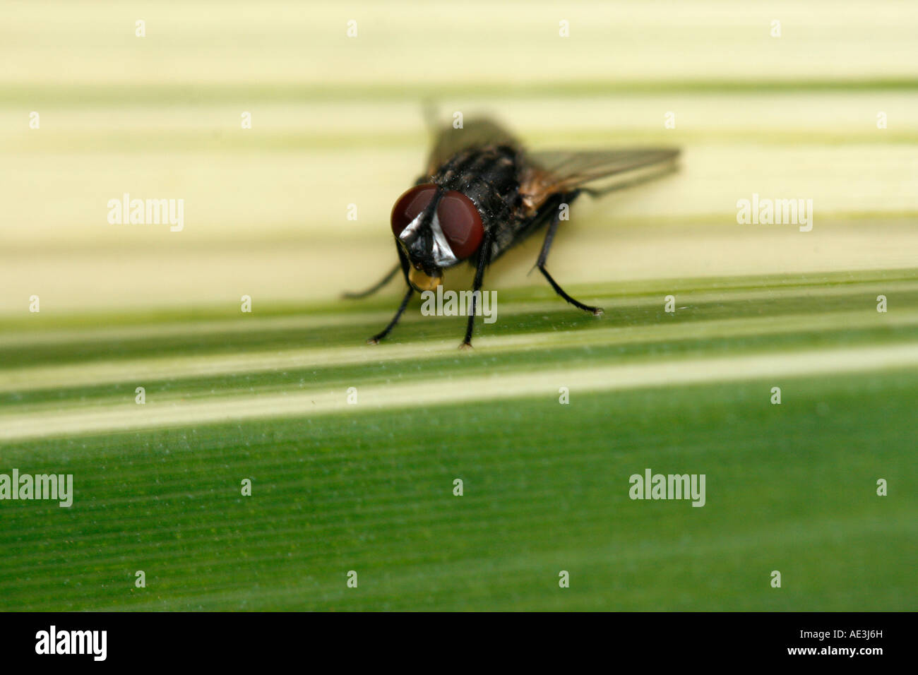 Common housefly resting on a leaf Stock Photo - Alamy
