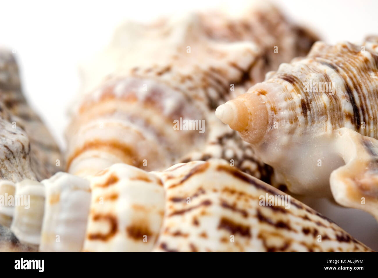 Close up of seashells (2 Stock Photo - Alamy