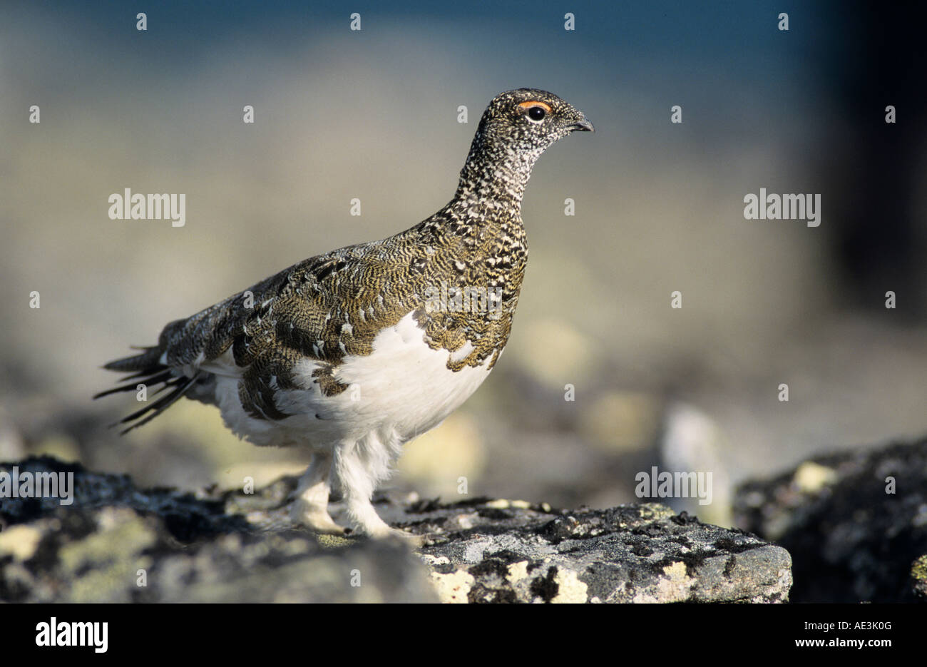 Plumage Patterns High Resolution Stock Photography and Images - Alamy