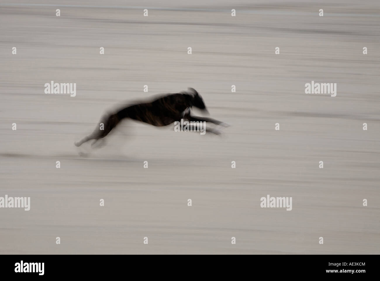 Greyhound running beach hi-res stock photography and images - Alamy