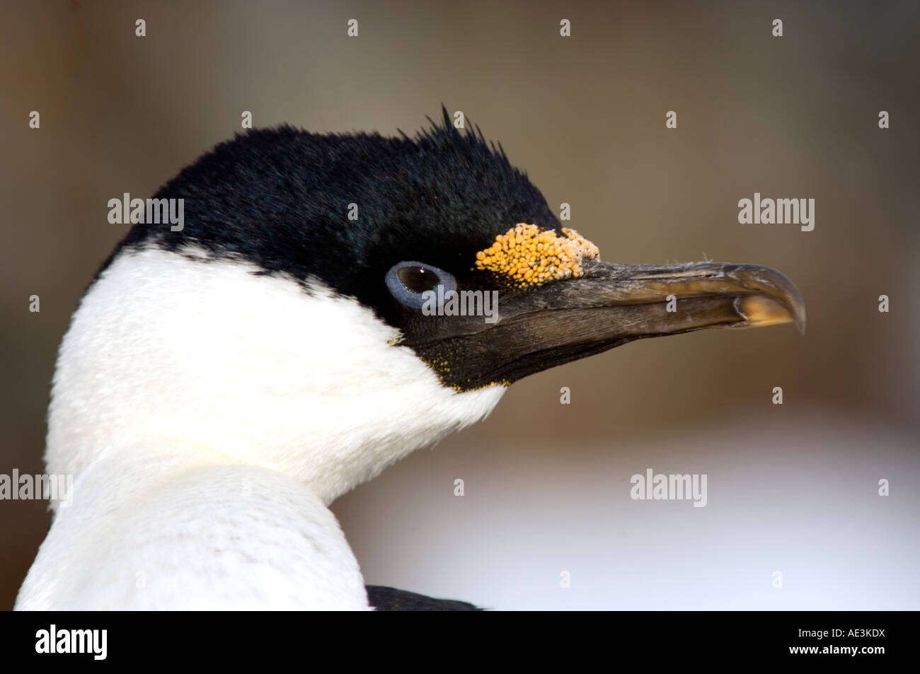 A blue-eyed shag in Antarctica Stock Photo - Alamy