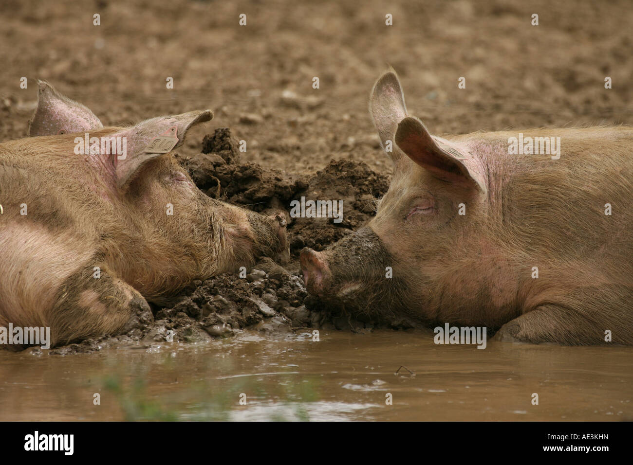 Pigs laying in puddle Stock Photo - Alamy