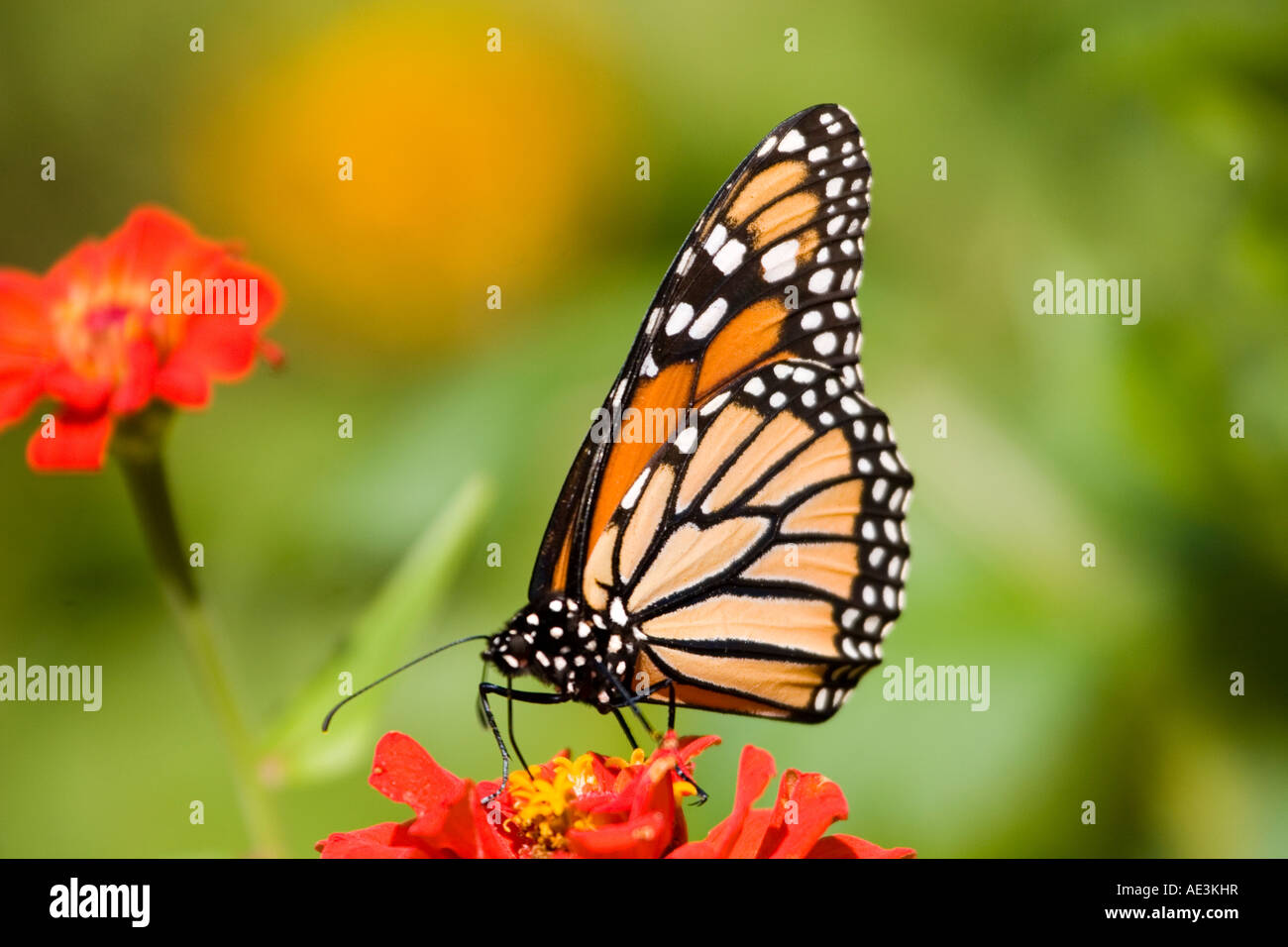Monarch Butterfly on red flower Stock Photo - Alamy