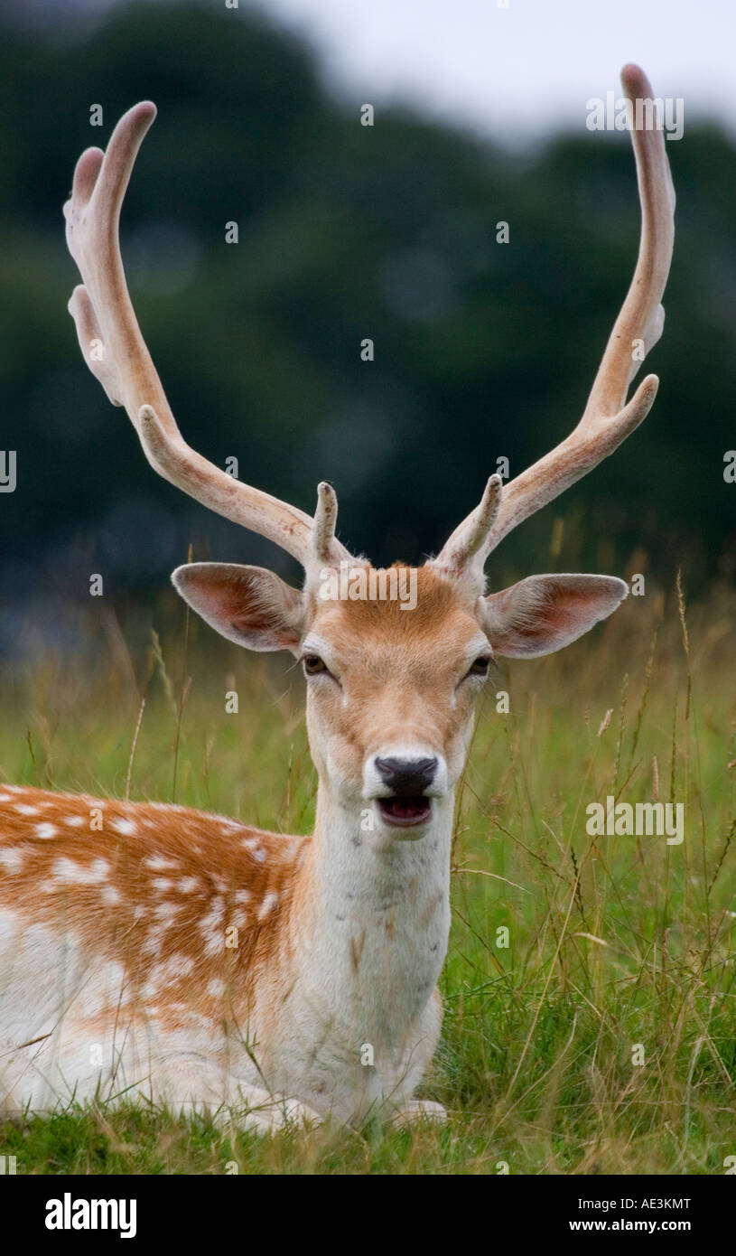 Fallow Deer Stag, lying down Stock Photo - Alamy
