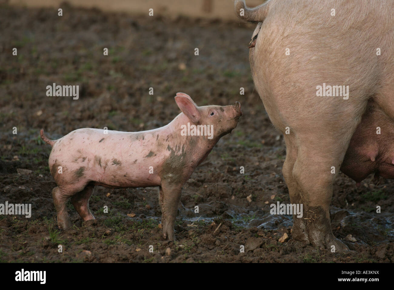 Piglet standing behind adult pig Stock Photo - Alamy