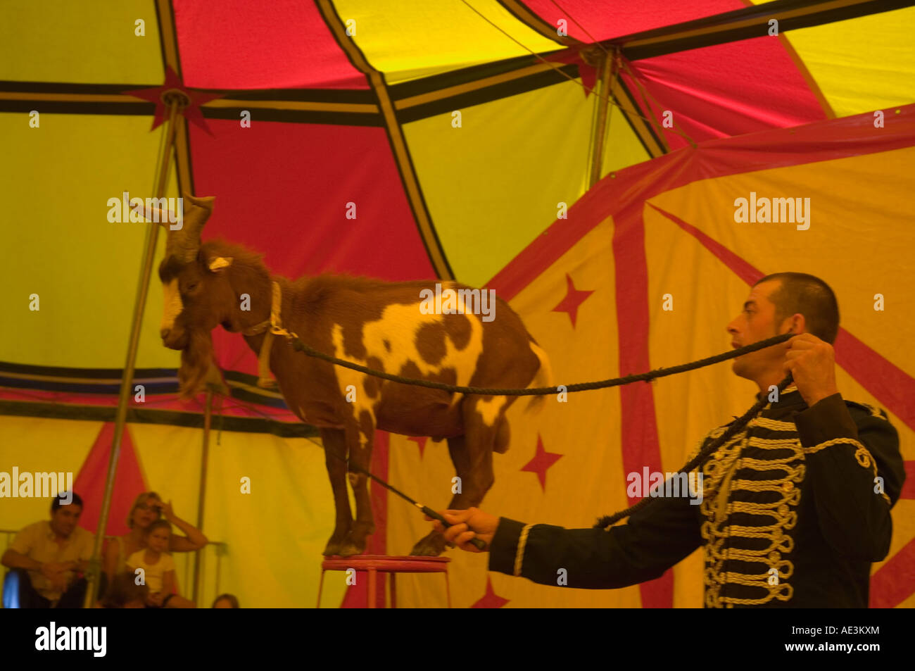 Circus goat hi-res stock photography and images - Alamy