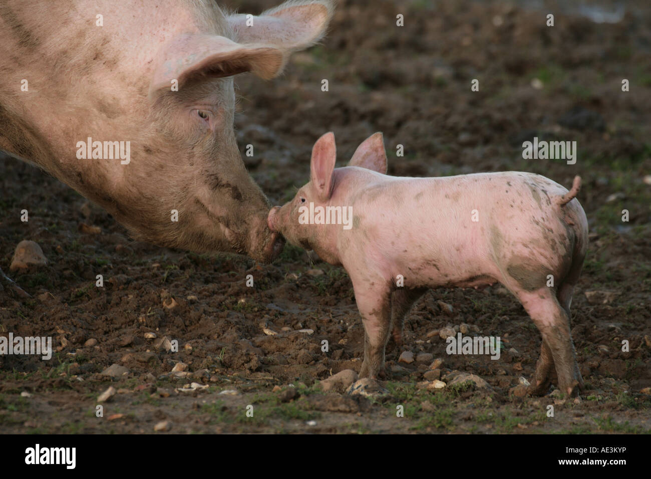 Adult pig with piglet Stock Photo - Alamy