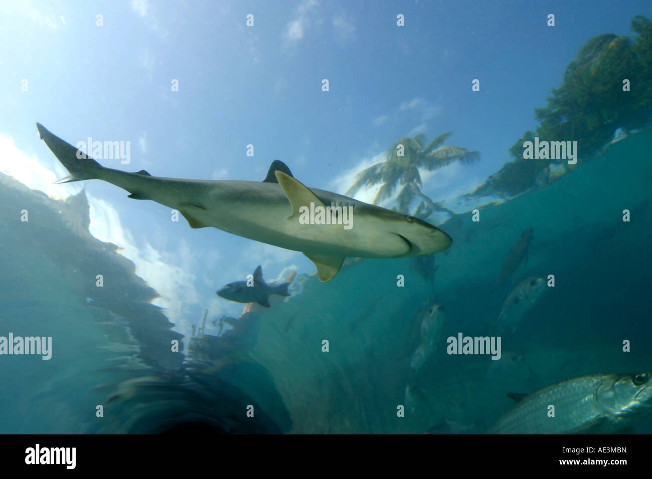 Shark and sky view Stock Photo - Alamy
