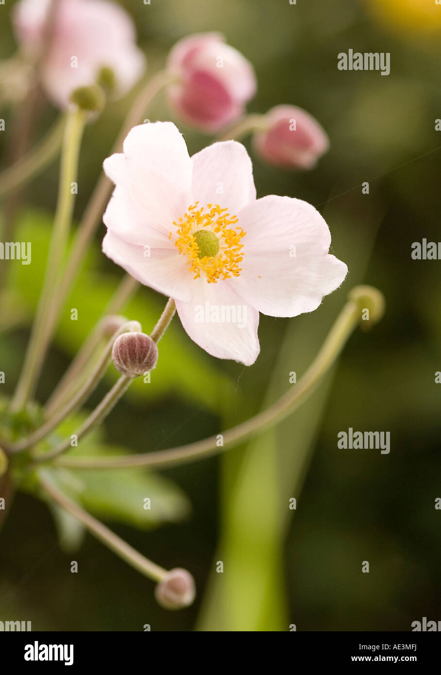 Japanese Anemone , Anemone japonicum Stock Photo - Alamy