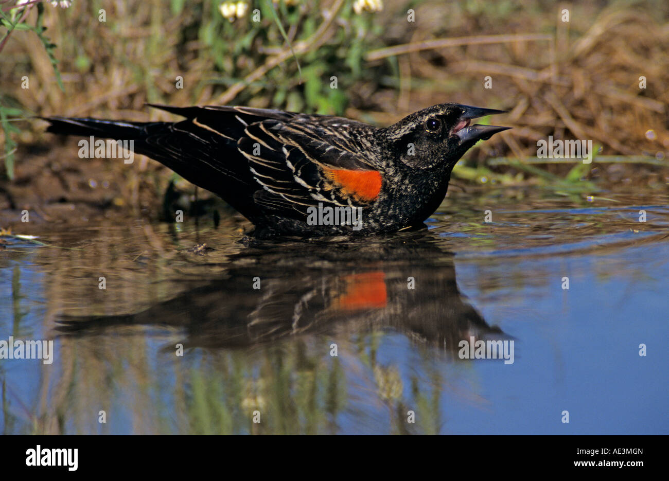 Immature red winged blackbird hi-res stock photography and images - Alamy
