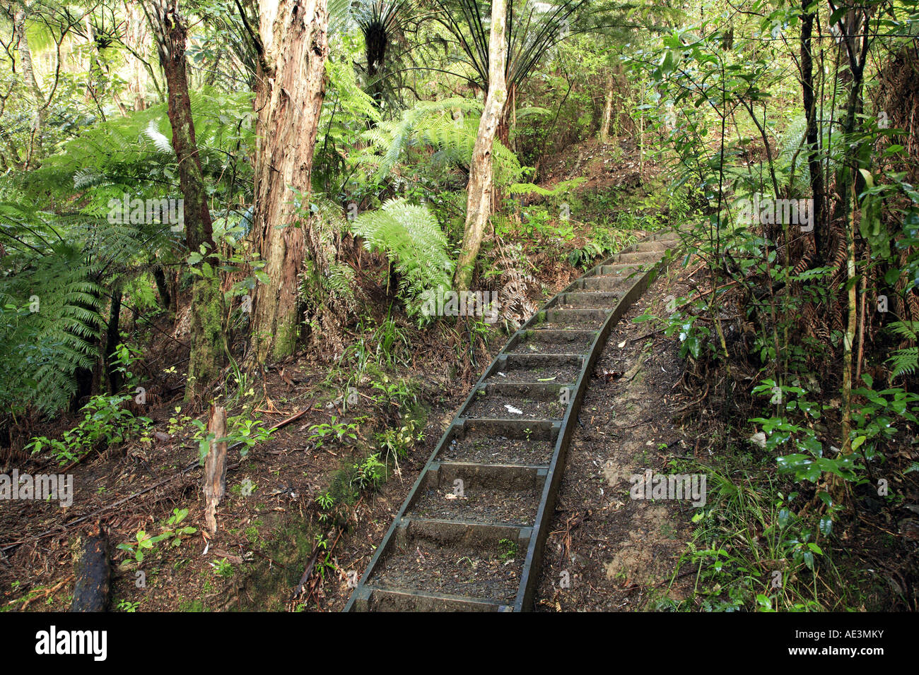 Staircase in forest Stock Photo - Alamy