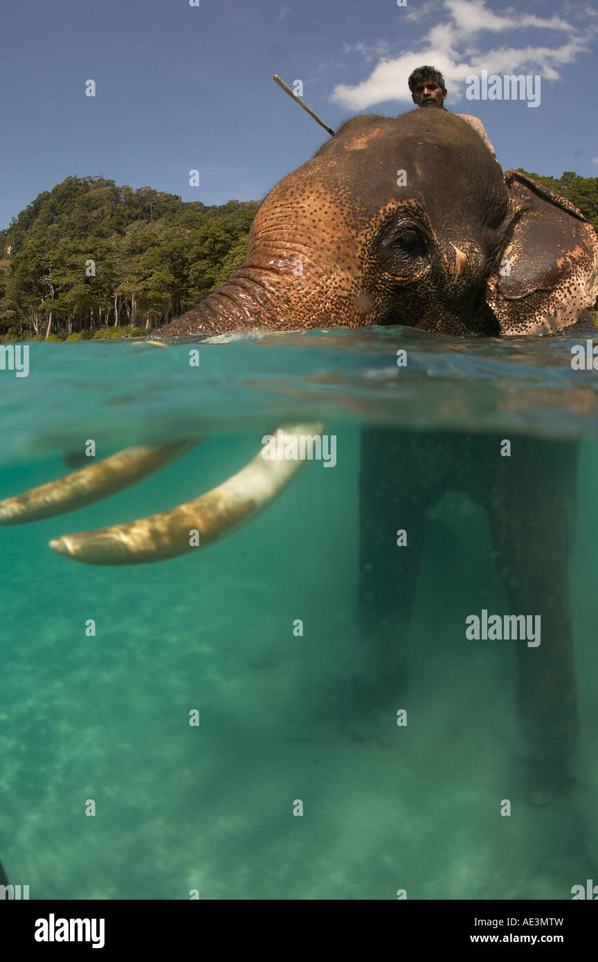 Elephant swimming underwater in hi-res stock photography and images - Alamy
