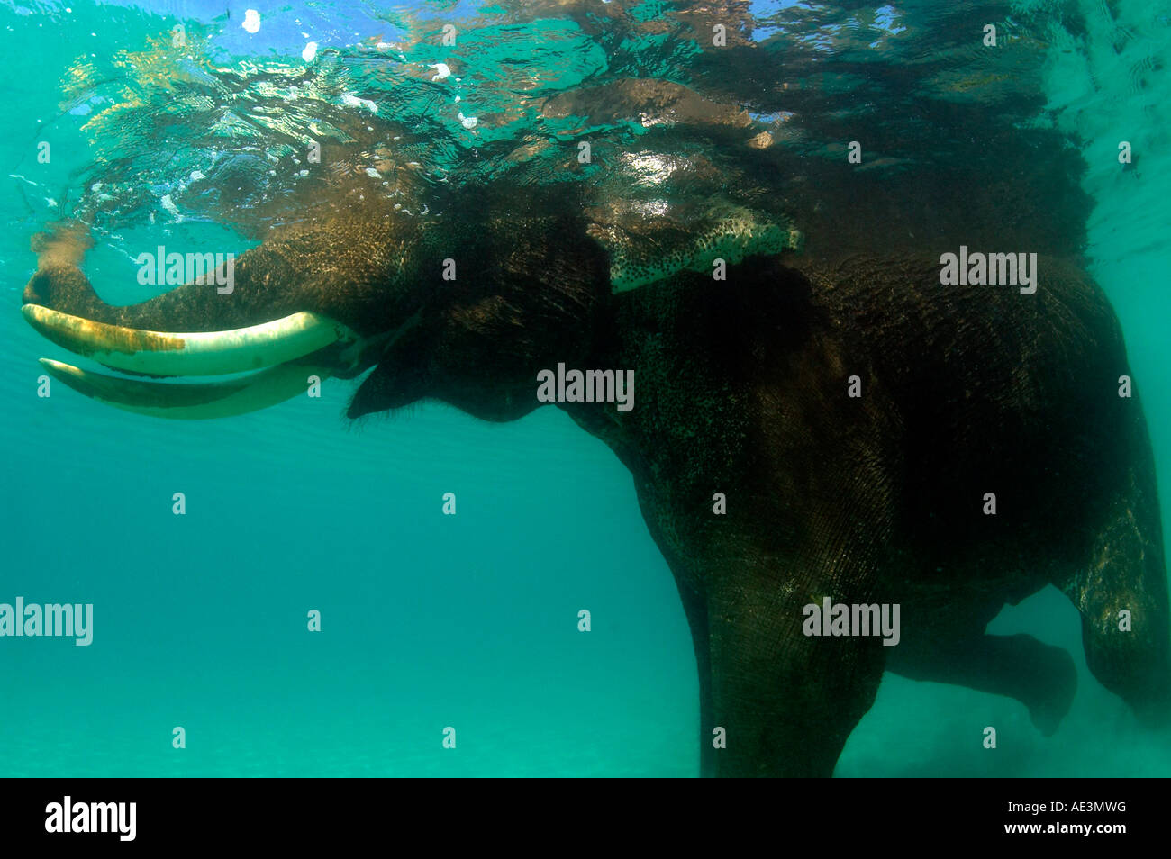 elephant swimming underwater Stock Photo - Alamy