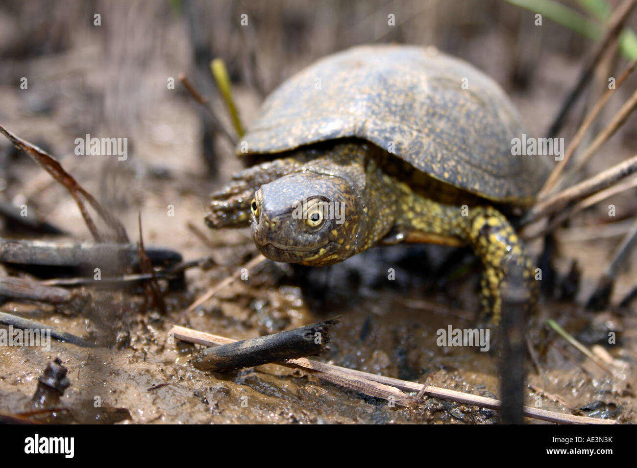 European pond terrapin hi-res stock photography and images - Alamy