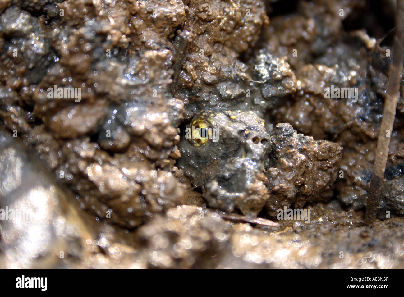 Head of a European pond terrapin sticking out of a mud on Pag Island in ...