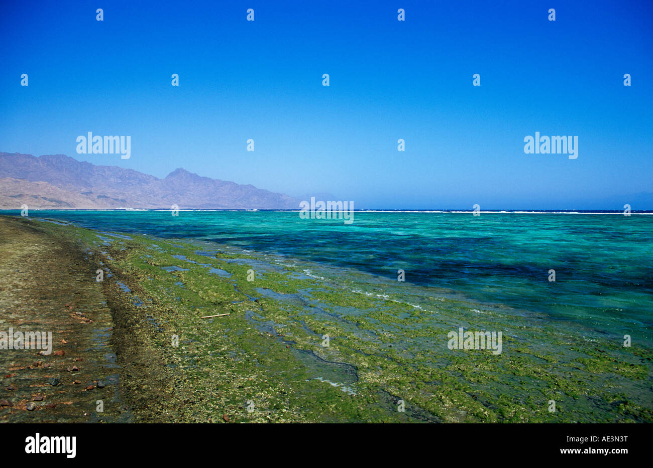 The reef off Dahab, Red Sea, Egypt Stock Photo - Alamy