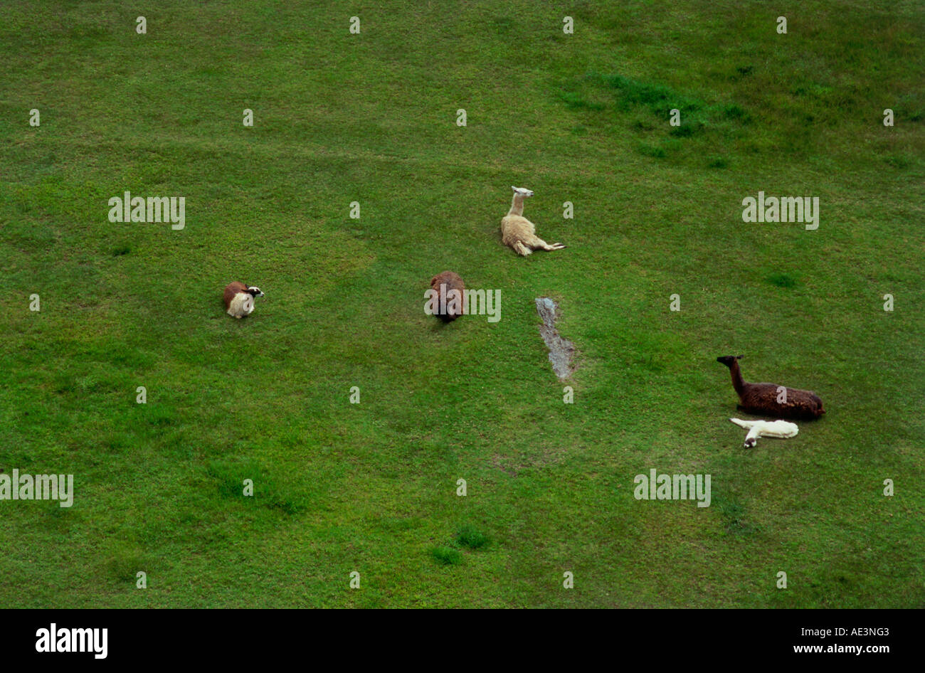 Land of lamas hi-res stock photography and images - Alamy