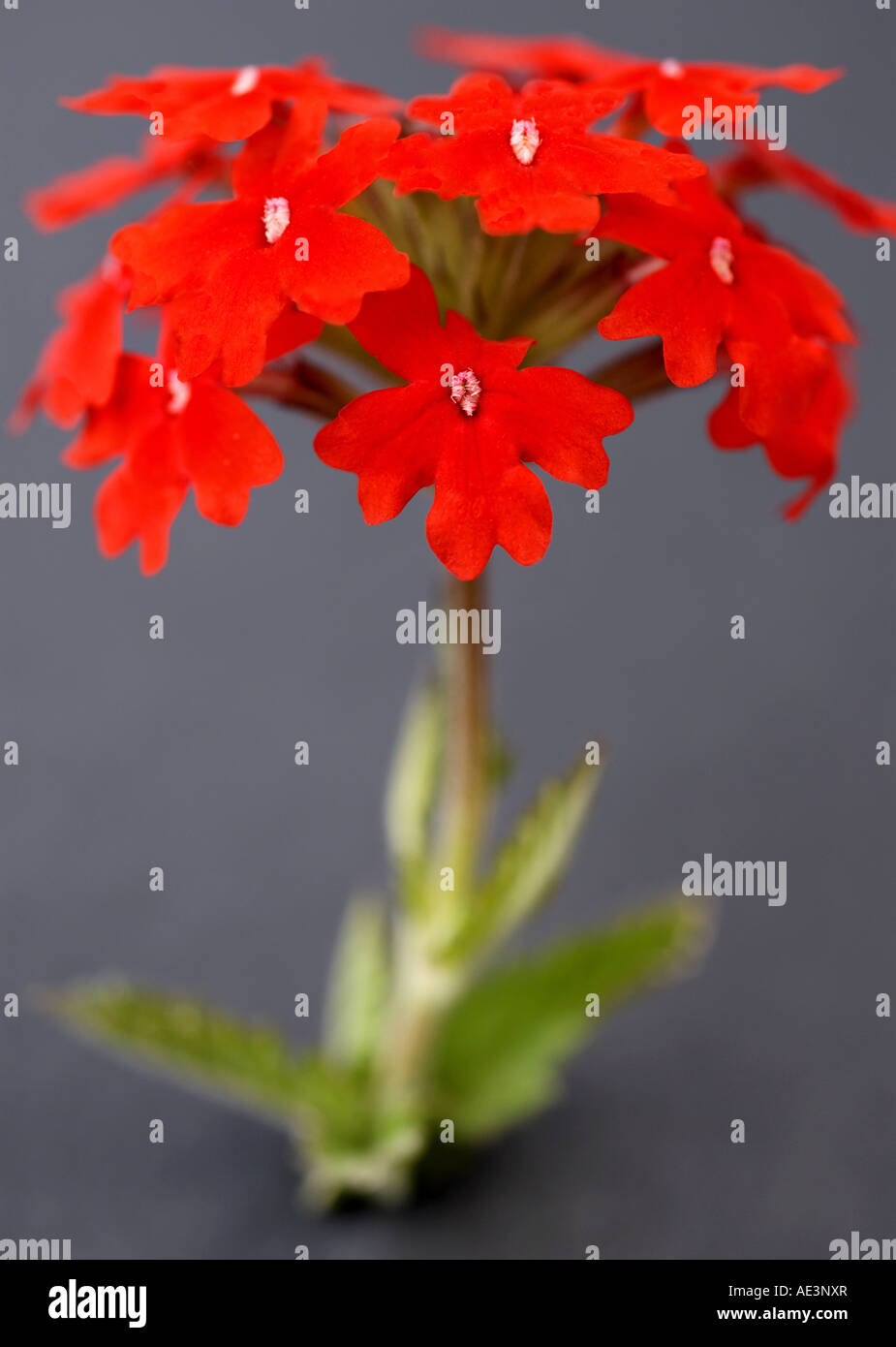 Bright red verbena hi-res stock photography and images - Alamy