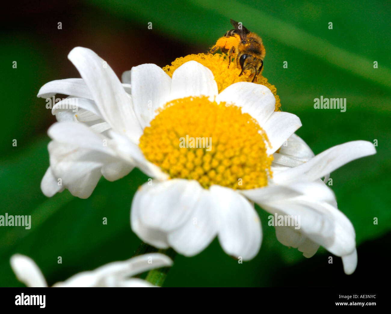 Bee Collecting Pollen Off An Oxeye Daisy Stock Photo - Alamy