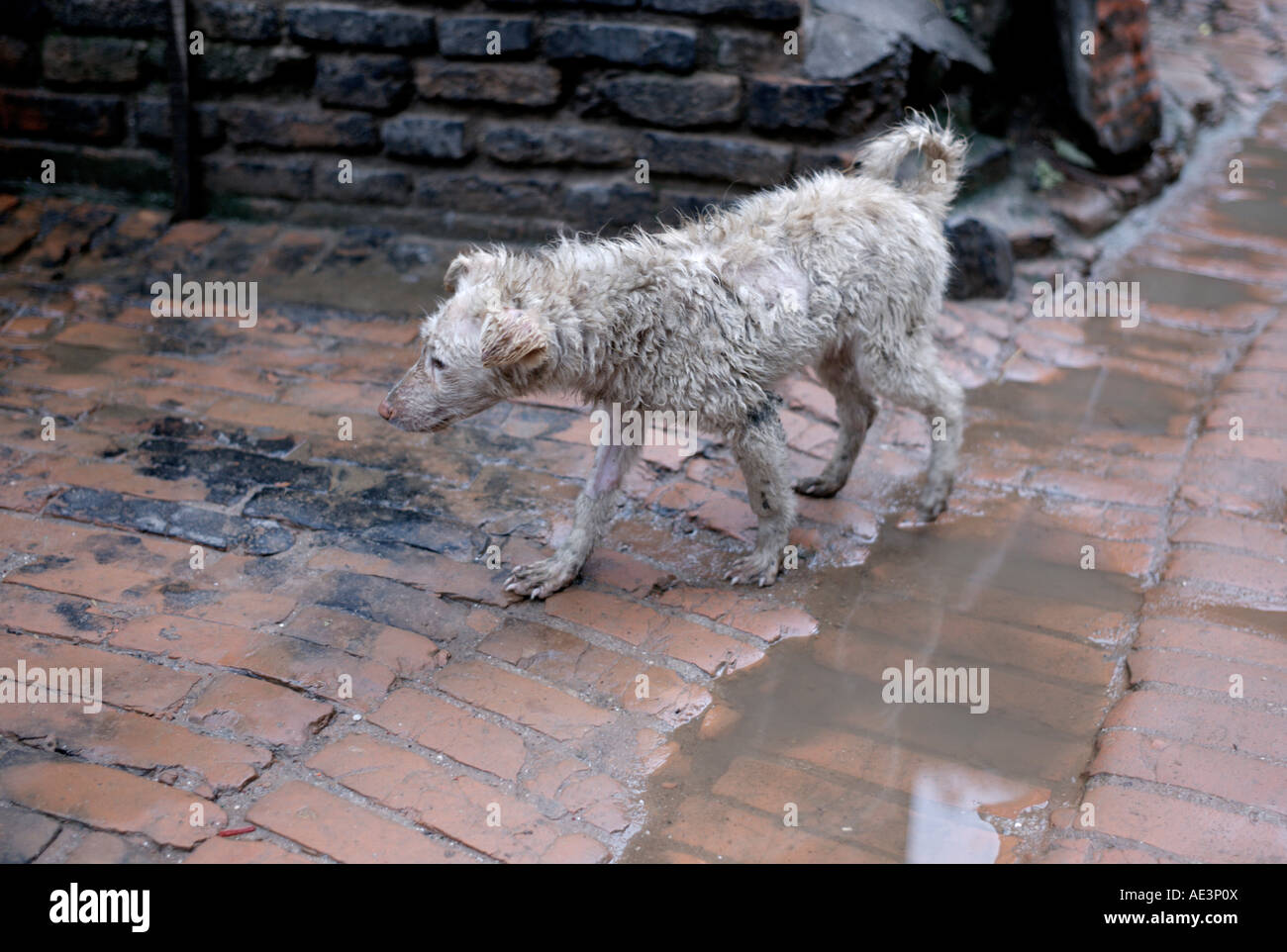 Mistreated dog hi-res stock photography and images - Alamy