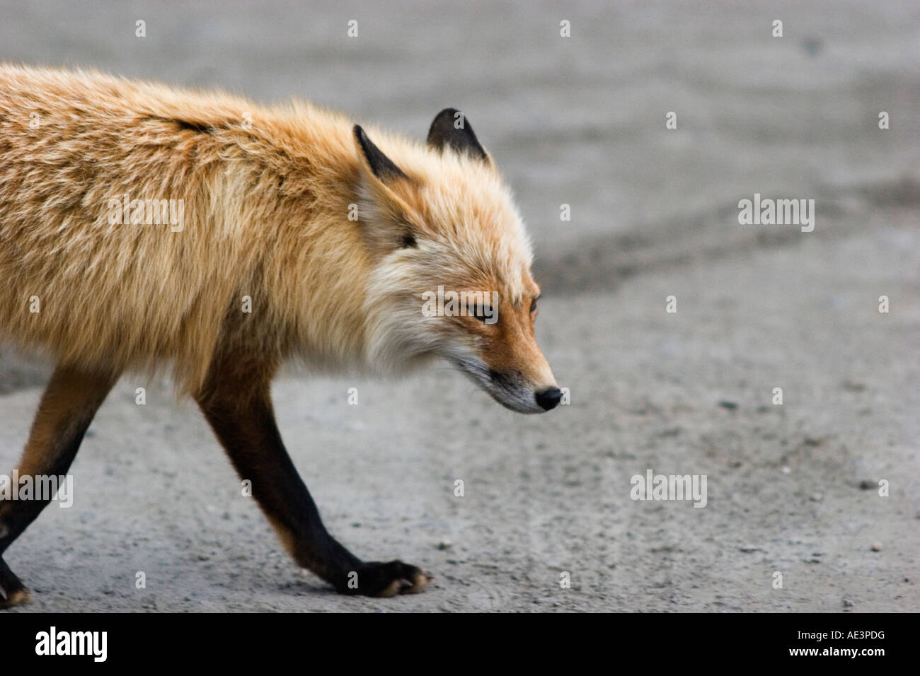 Wild red fox cruising around within reach of telephoto lens Stock Photo ...