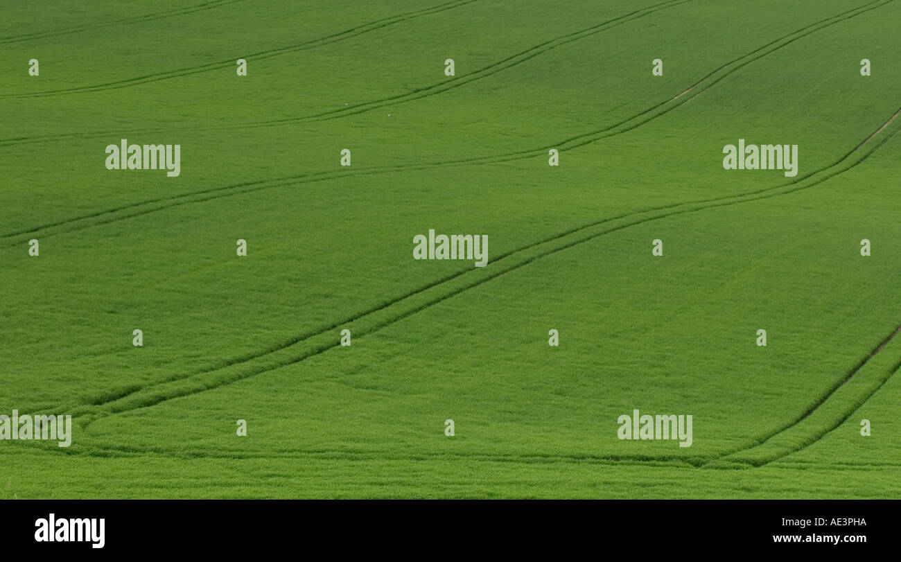 Tractor marks in wheat fields Stock Photo - Alamy