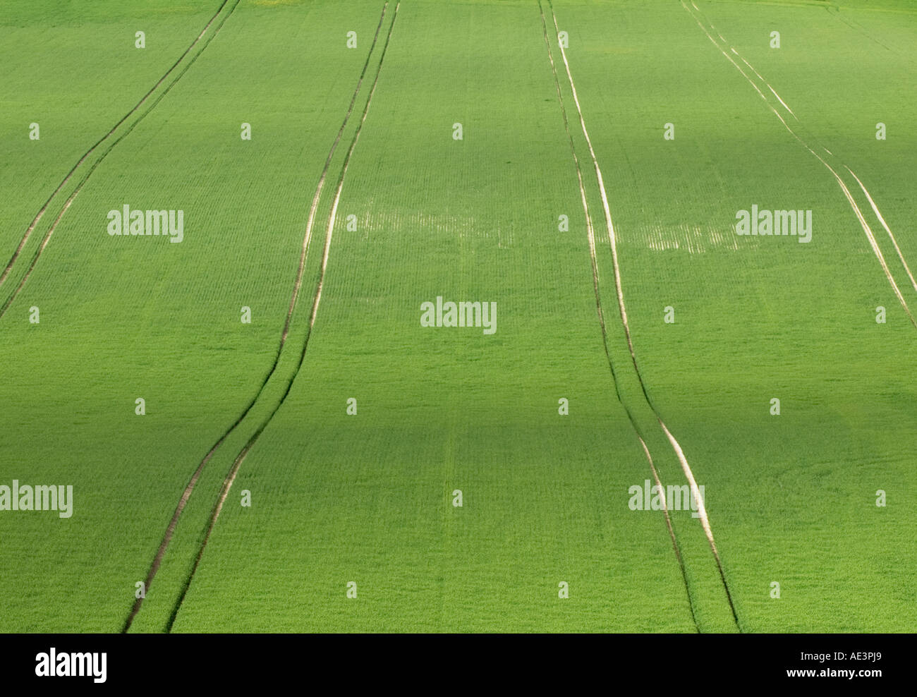 Tractor marks in wheat fields Stock Photo - Alamy