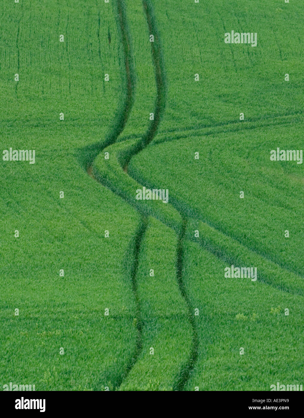 Tractor patterns in wheat crops, England Stock Photo - Alamy
