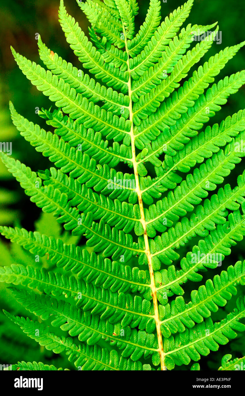 Variety of fern leaves hi-res stock photography and images - Alamy