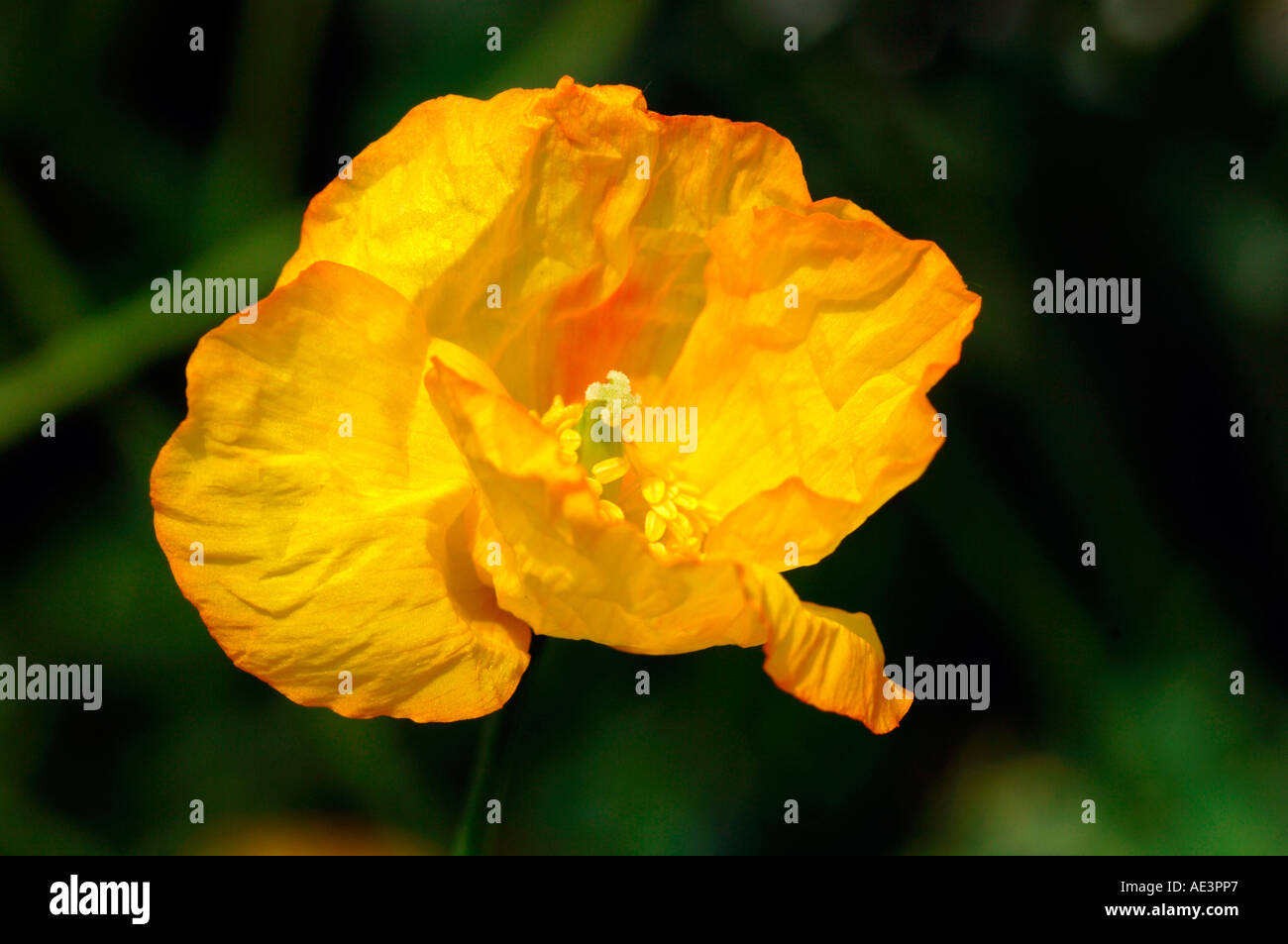 Golden Yellow Poppy Stock Photo - Alamy
