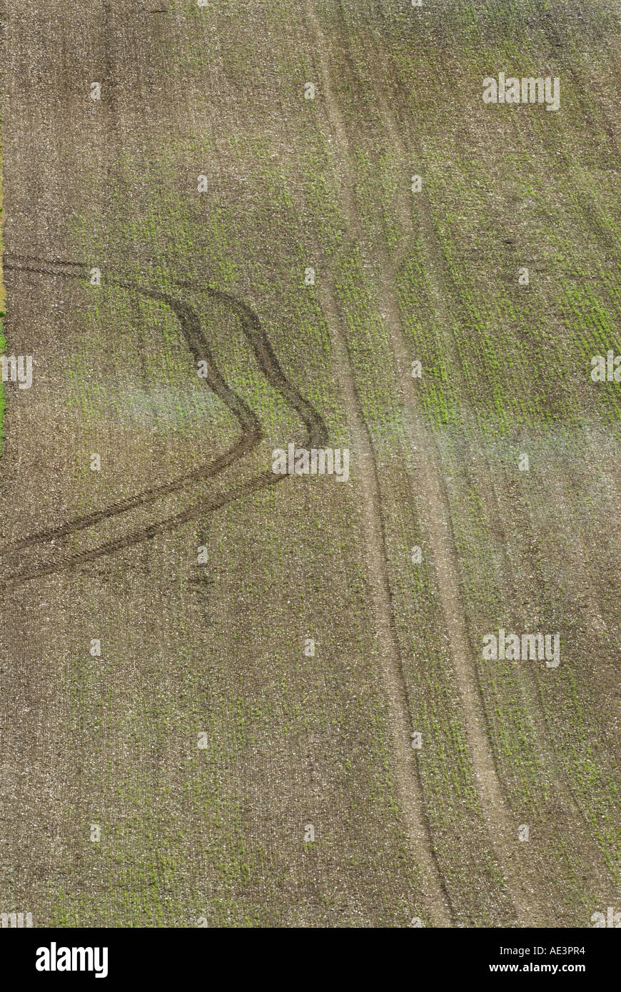 Tractor marks in wheat fields, England Stock Photo - Alamy