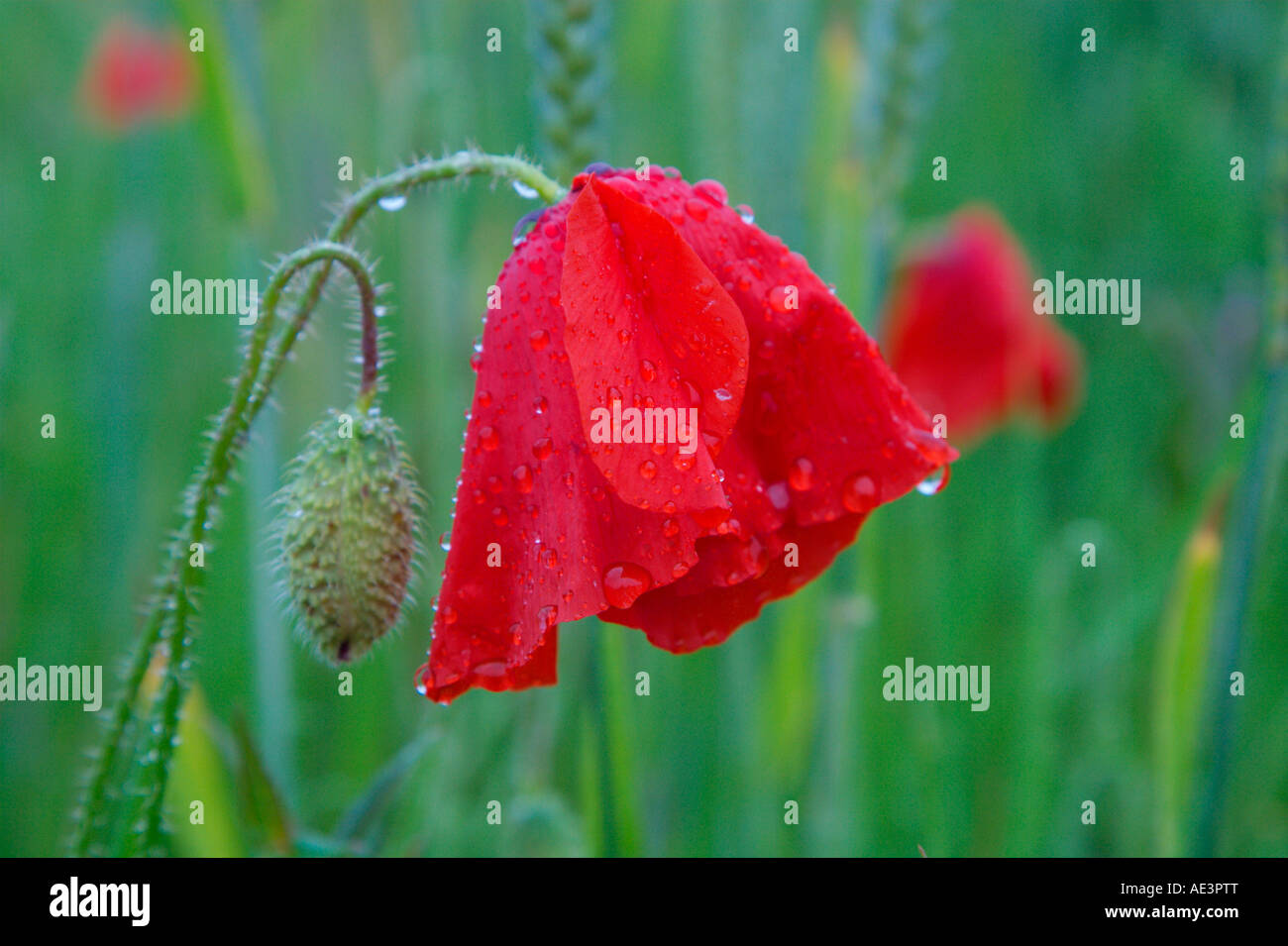 Poppies in the rain Stock Photo - Alamy