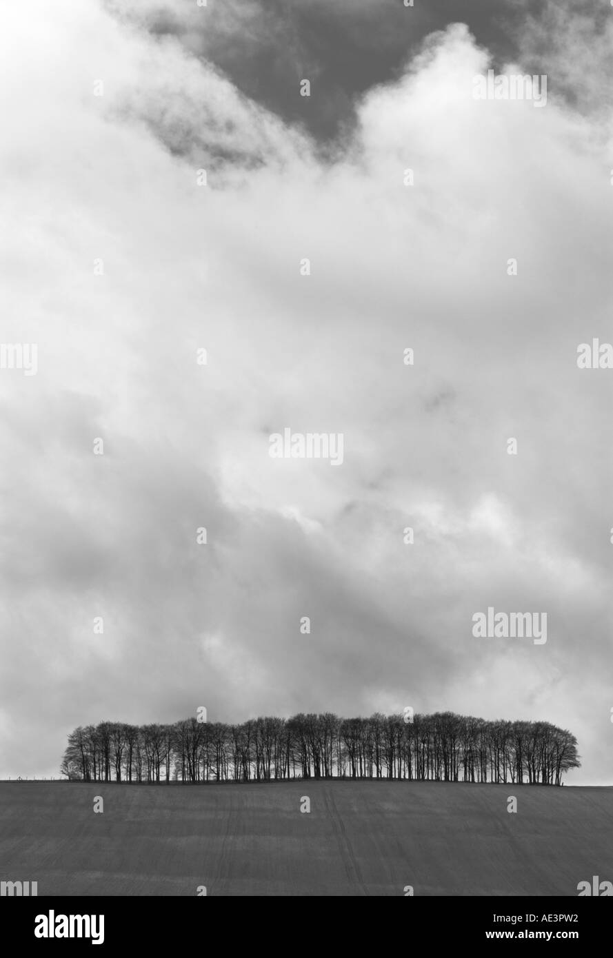 Tree, sky, clouds Stock Photo - Alamy