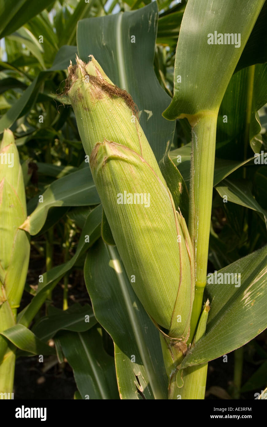 Minnesota agriculture corn and soybeans are the two main crops of ...