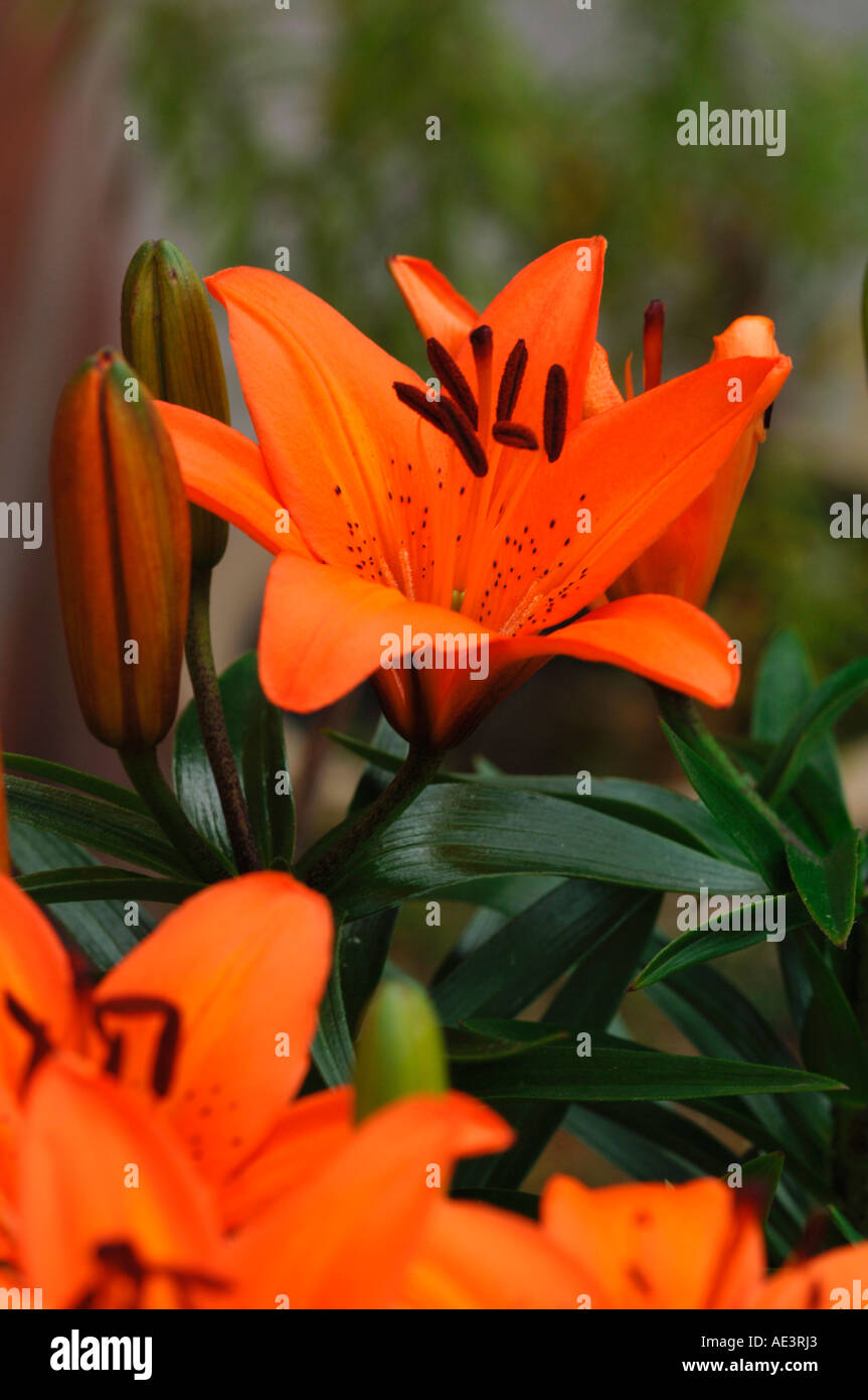 Open lilies hi-res stock photography and images - Alamy