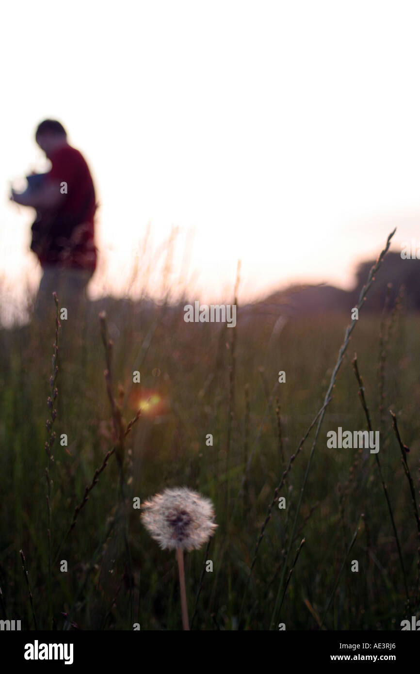 grass and flowers Sow whistle Stock Photo - Alamy