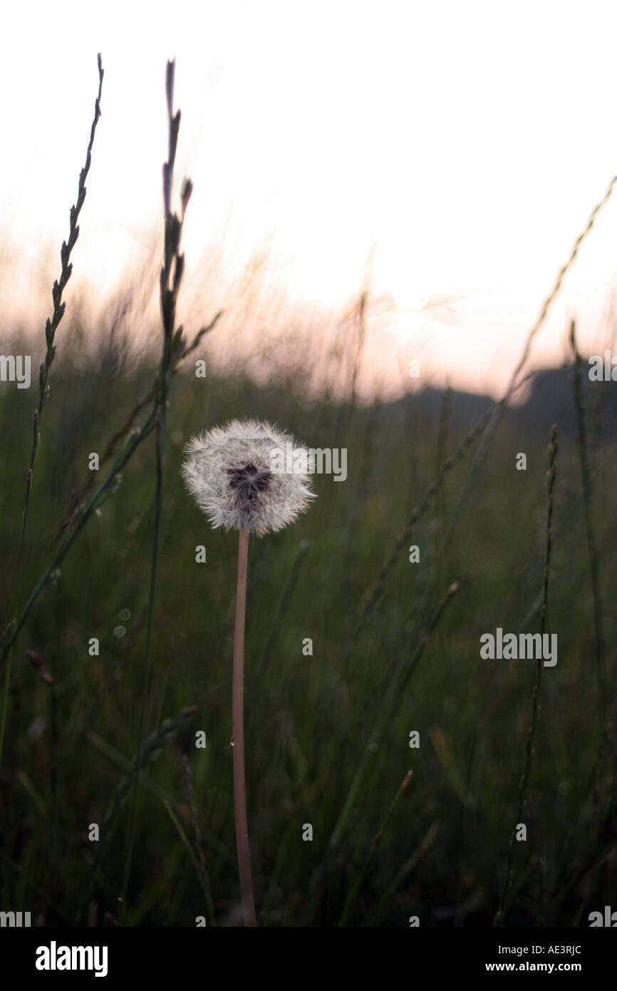 grass and flowers Sow whistle Stock Photo - Alamy